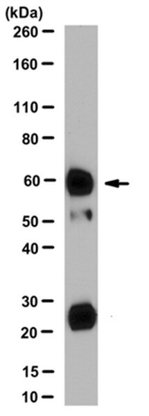 Anti-MUC13 Antibody, clone 2E11.1 | MABC209